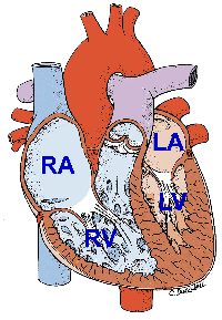 Cardiologie Craiova
